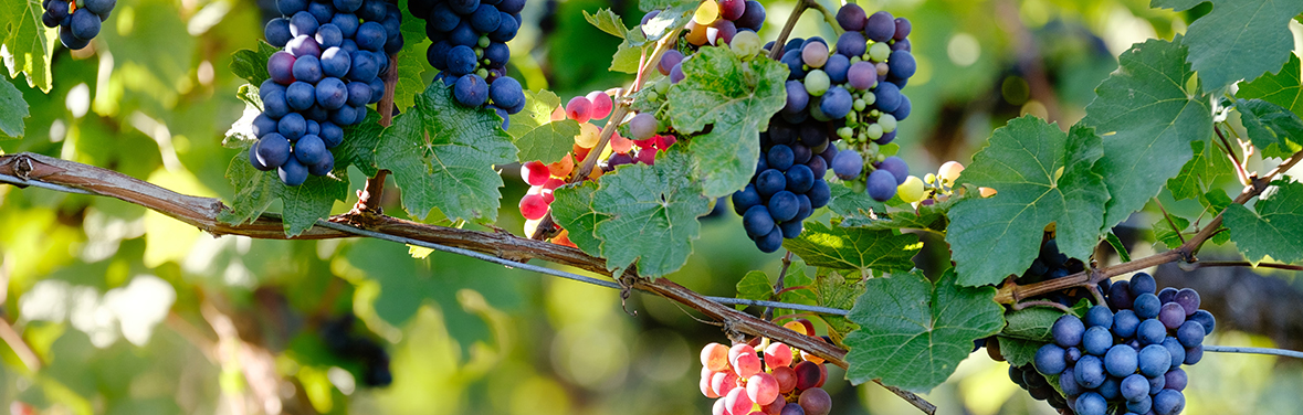 About Us - Avalon Winery